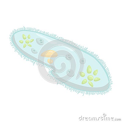 Schematic Representation Of Ciliates Paramecium Caudatum, Microscopic ...