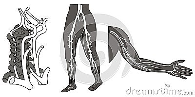 Arteries Of The Human Body Vector Illustration | CartoonDealer.com ...