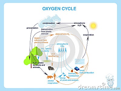 Scheme Of The Oxygen Cycle Cartoon Vector | CartoonDealer.com #101309837