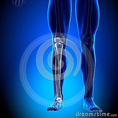 Schienbein/Wadenbein - Kalb-Anatomie - Anatomie-Knochen Stockfoto ...