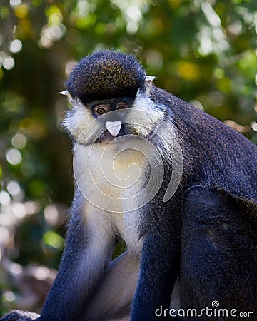 Schmidt's Spot-nosed Guenon Royalty-Free Stock Photography ...