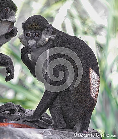 Schmidt`s Spot-nosed Guenon Monkey - Cercopithecus Ascanius Schmidti ...