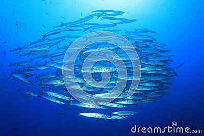 School Of Barracuda Fish Stock Photo - Image: 25924820