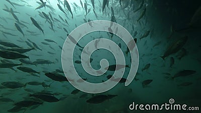 School of Black Cod Fish or Smallscaled Cod Swims in the Blue Water ...