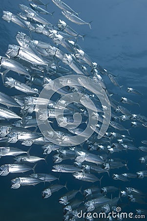 School Of Silver Fish Royalty Free Stock Photography - Image: 12446857