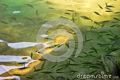 A School Of Small Fish Feeds On Insects From The Surface Of The Pond ...