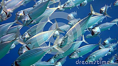 A School of Striped Mackerel Feeding in the Red Sea, Egypt Stock Video ...