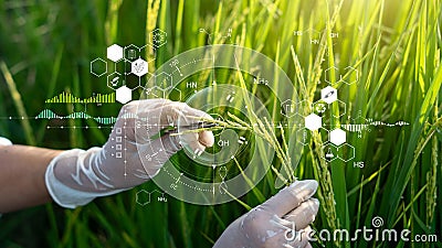 Science Of Plant Research, Chromosome DNA And Genetic, Development Of ...