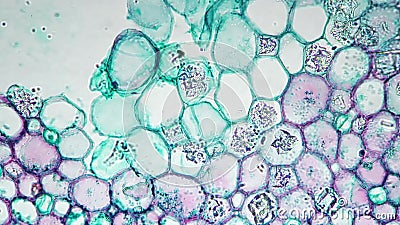 Scientific Sample of Stem of Xylophyta Dicotyledon in Transversal ...