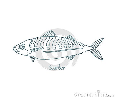 Scomber. Fish In The Family Scombridae. Open Paths. Editable Stroke ...