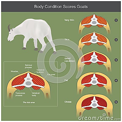 The Scoring Body And Structure Loin Area Of Goats Royalty-Free Stock ...