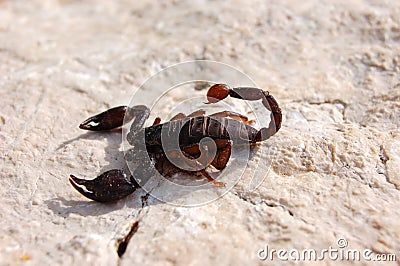 Scorpio Stock Photography - Image: 1173122