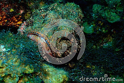 Scorpion Fish Stock Image | CartoonDealer.com #47300179