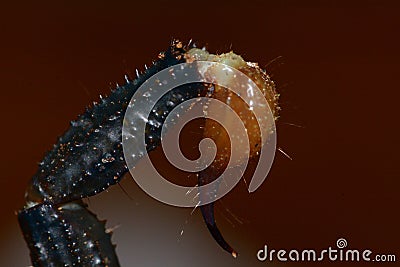 Scorpion Tail Stock Photo - Image: 39542102