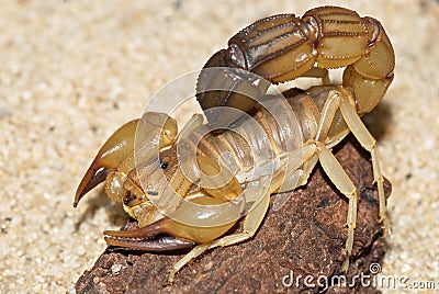 Scorpion On Tree Bark Stock Image - Image: 32211091