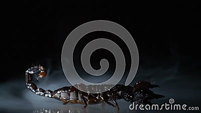 Scorpion Walks through a Mirror in a Light Haze, Side View Stock Video ...