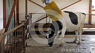 A scratcher for cows stock footage. Video of industrial - 61238976