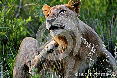 Scratching Lion Stock Photography | CartoonDealer.com #20083412