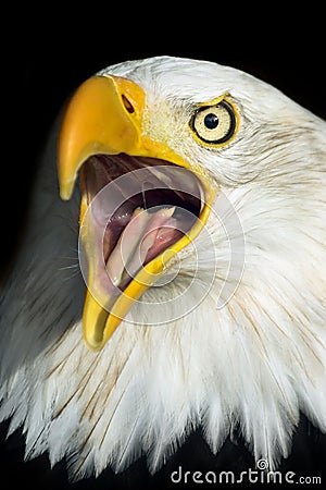 Screaming Bald Eagle Stock Photography - Image: 8252062