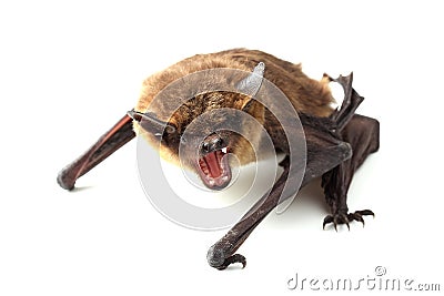 Screaming Bat On White Royalty Free Stock Photography - Image: 33233657