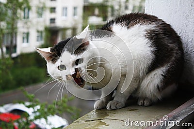 Screaming Cat Stock Photo - Image: 9683670