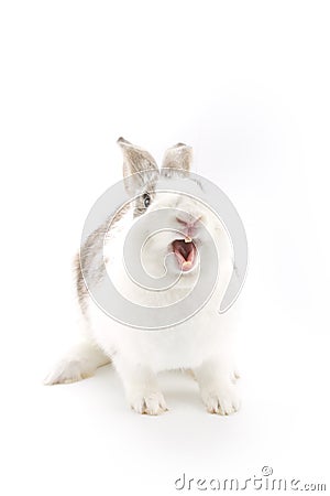Screaming Rabbit Royalty Free Stock Images - Image: 4767579