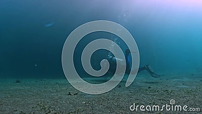 Scuba Diver Exploring Around Underside Pier Underwater Deep Ocean ...