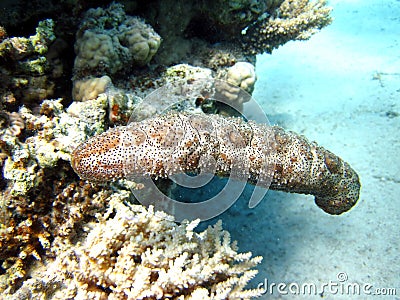 Sea Cucumber Stock Photo - Image: 17814100
