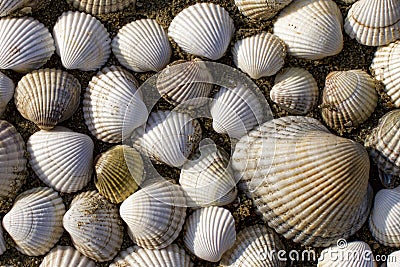 Sea Shell Royalty-Free Stock Photography | CartoonDealer.com #29052581