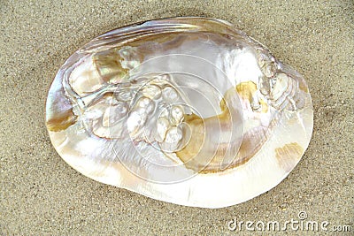 Sea Shell With Real Pearls On Beach Sand Stock Photo - Image: 51941746