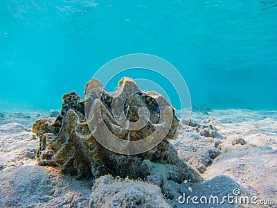 Sea Shell Tridacna Red Sea Underwater Snorkel Stock Photo - Image: 34569260