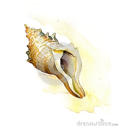 Sea Shell. Watercolor Painting Royalty Free Stock Photography - Image ...