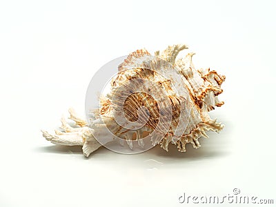 Sea Shell On White Background. Stock Photography | CartoonDealer.com ...