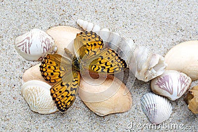 Sea Shells And Butterfly On Sand Stock Photo - Image: 39053494