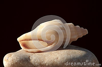 Sea Shells Of The Red Sea Stock Photos - Image: 12639573
