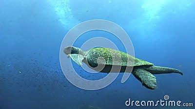 Sea Turtle Flying in the Ocean Stock Video - Video of turtle, islands ...