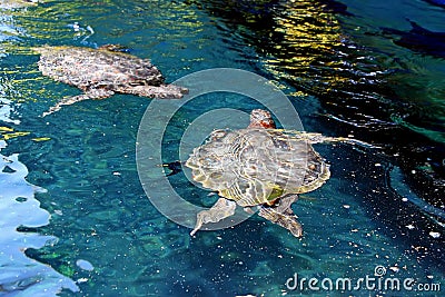 Sea Turtles Royalty-Free Stock Photography | CartoonDealer.com #24109217