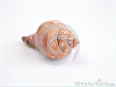 Sea Whorl Shells Isolated On White Background ,brown Shell ,clamshell ...