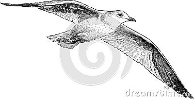 Seagull In Flight Stock Vector - Image: 46482526