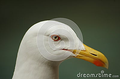 Seagull Head Stock Photo - Image: 4504790