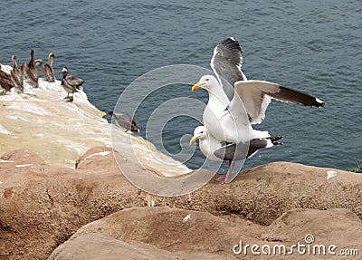 Seagulls Mating 2 Stock Photography - Image: 774952