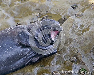 Seal Clapping Royalty Free Stock Photography - Image: 34109817