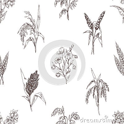 Seamless Cereal Pattern. Vintage Background With Engraved Grain Crops ...