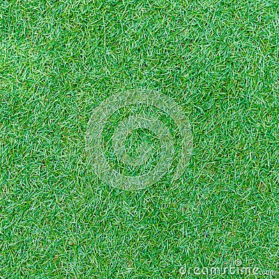 Seamless Green Grass Texture From Golf Course Stock Photo - Image: 45595057