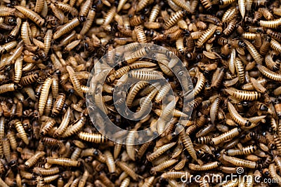 Seamless Texture And Full-frame Background Of Disgusting Maggots ...