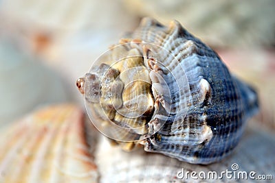 Seashell - Sacred Geometry Royalty-Free Stock Photography ...