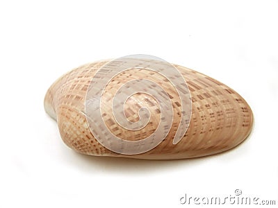 Seashell Sunray Venus Stock Photo - Image: 21975640