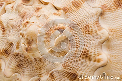 Seashell Texture Stock Photos - Image: 5215963