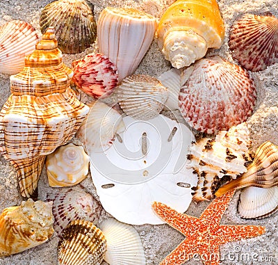 Seashells Stock Photos - Image: 8157723