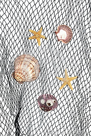 Seashells On Fishing Net Royalty Free Stock Photography - Image: 26105407